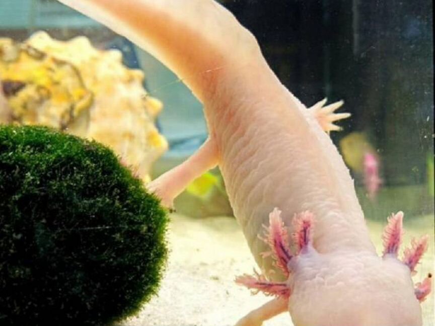 Аксолотль золотой