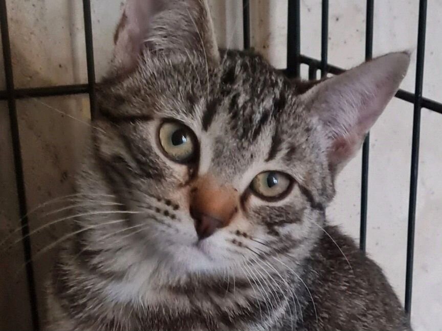 Котенок не должен жить в клетке
