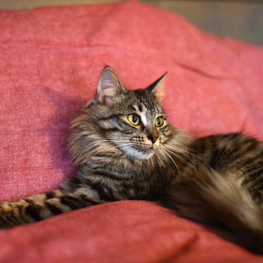 Красавица Белка