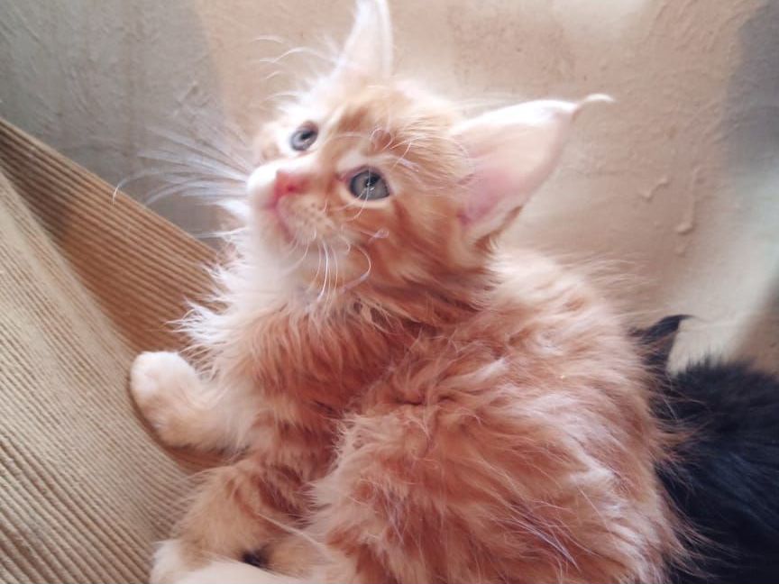 Мейн-кун чистокровные любых расцветок