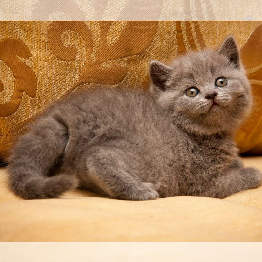 Британские котята