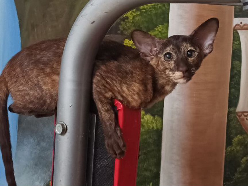 Ориентальная кошка