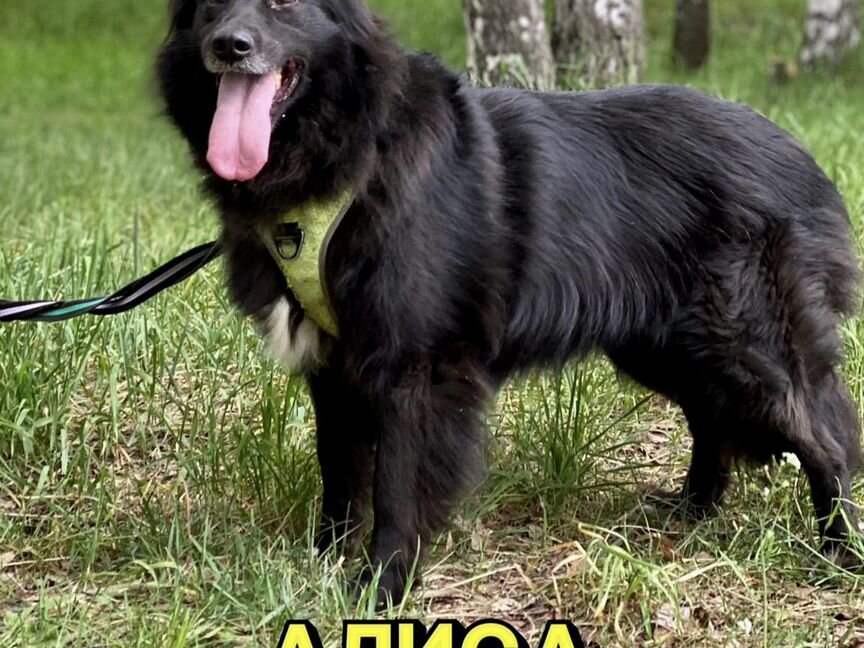 Собака Алиса из приюта ищет дом