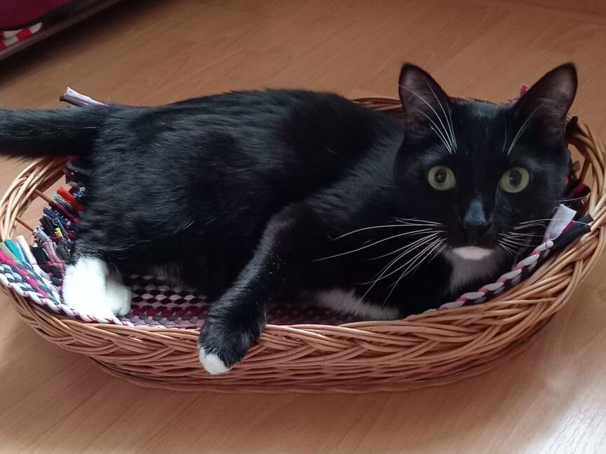 Корзинка-лежанка для животных