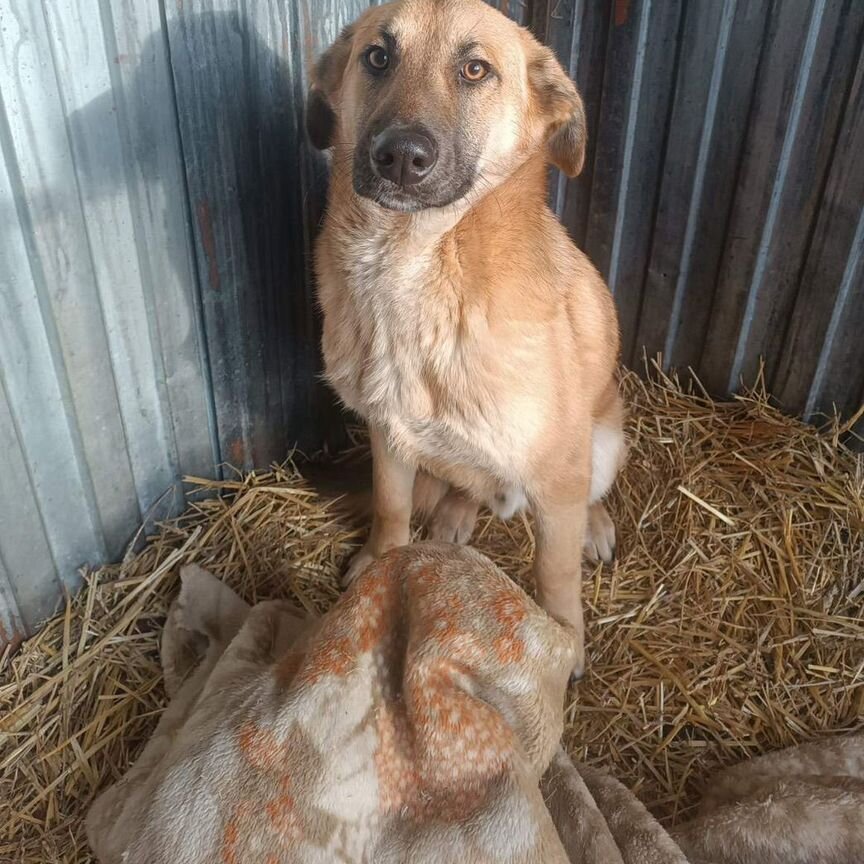 Собака в добрые руки