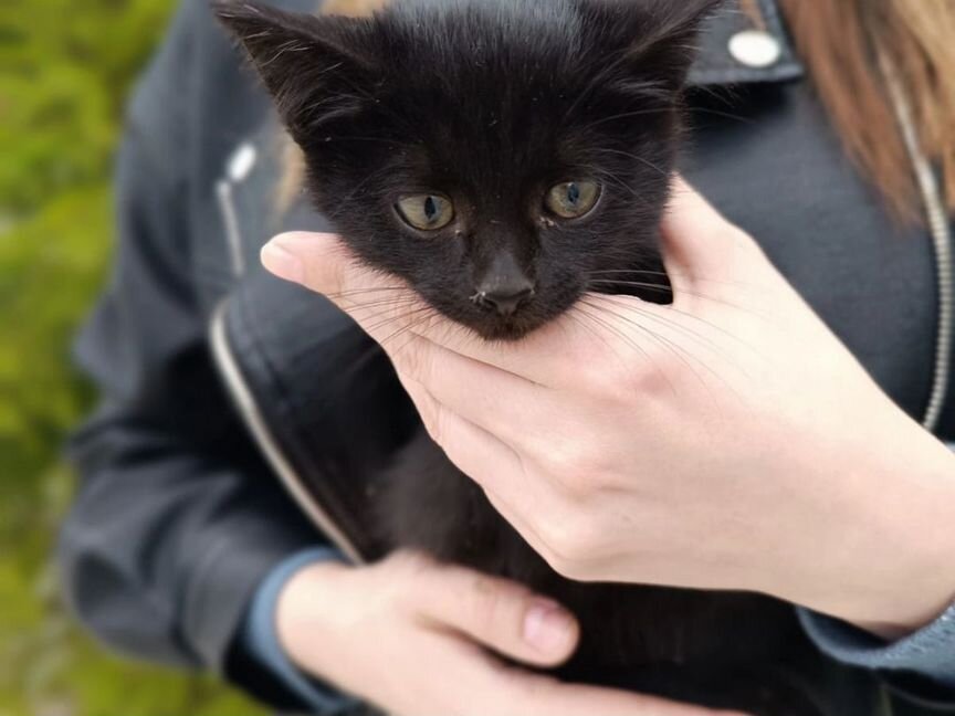 1,5-месячные котята в добрые руки