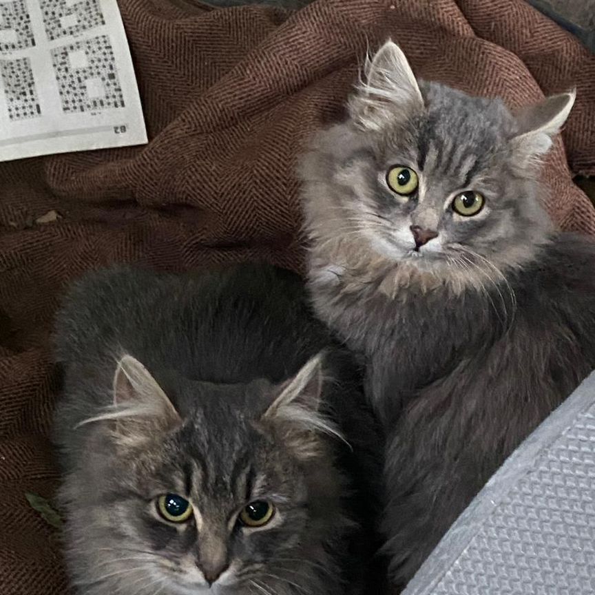 Котята в добрые руки бесплатно