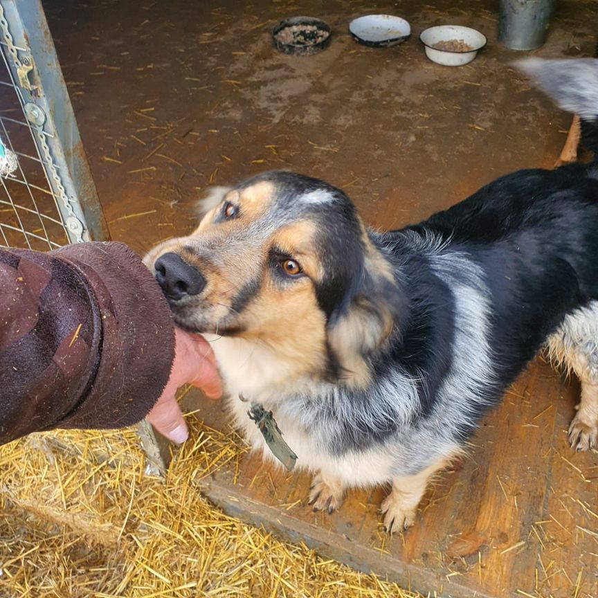 Собака Мишенька