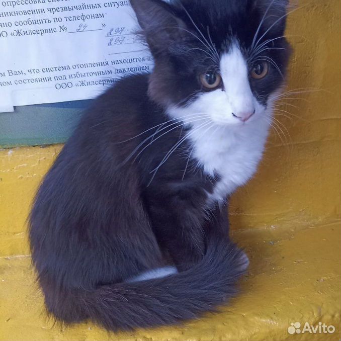 Котенок, 2,5мес, мальчик, домашний