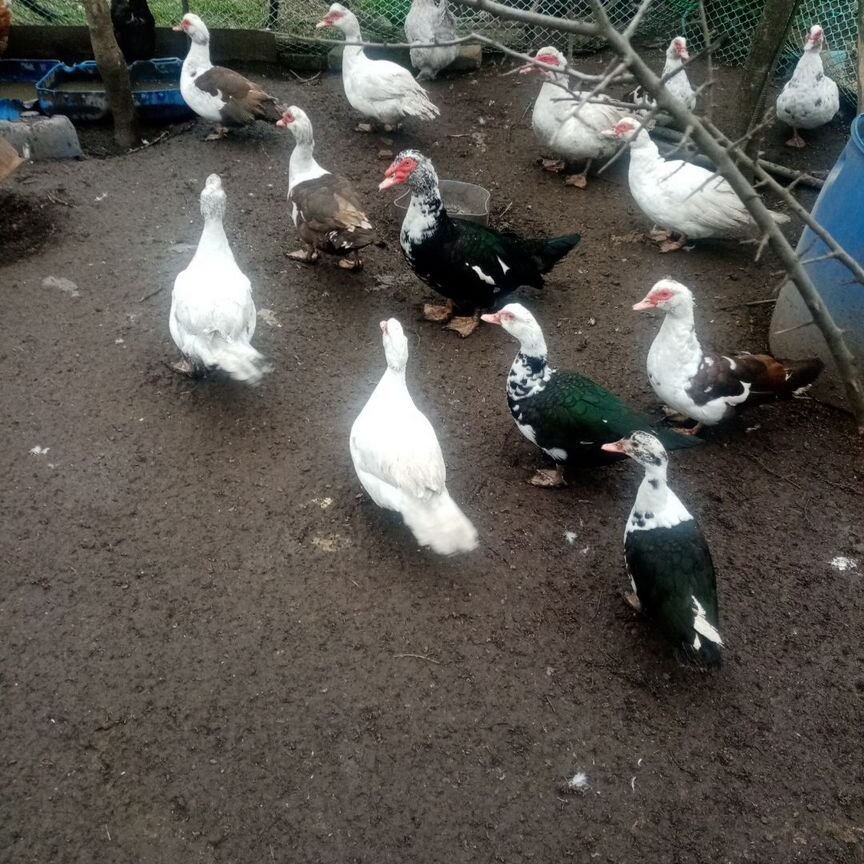 Мускусные утки на племя