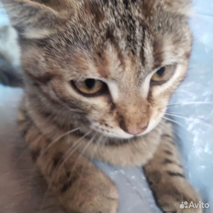 Котенок-девочка с золотым характером