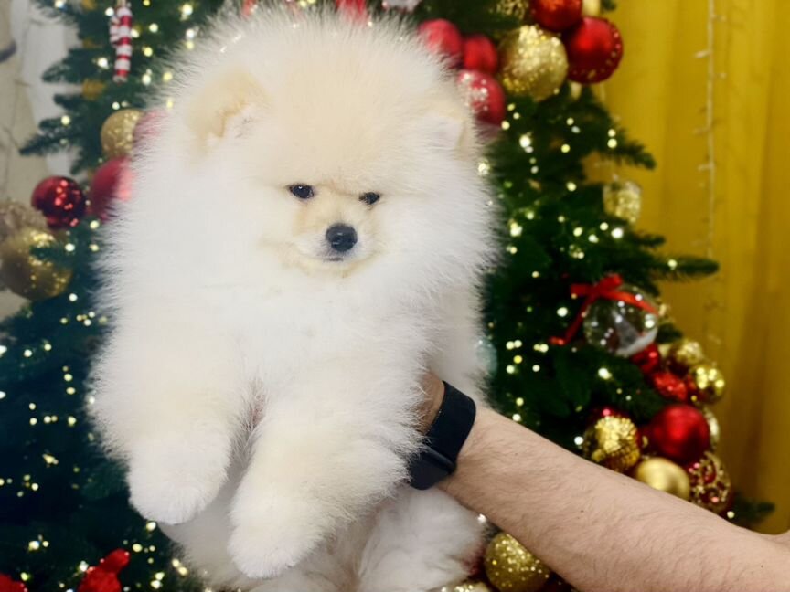 Померанский шпиц мальчик