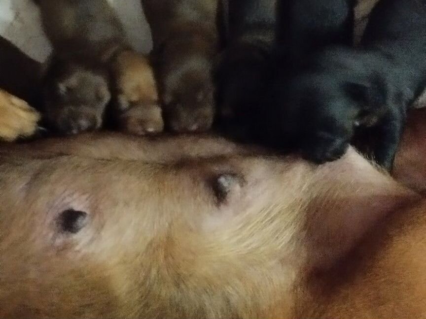 Щенки от таксы