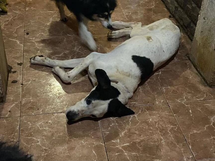 Старой Собаке нужна помощь