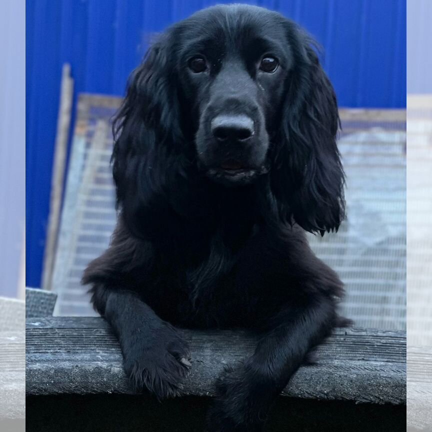 Скрещивание русский кокер 2 года