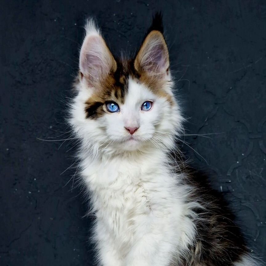 Экcклюзивный котенок Мейн кун