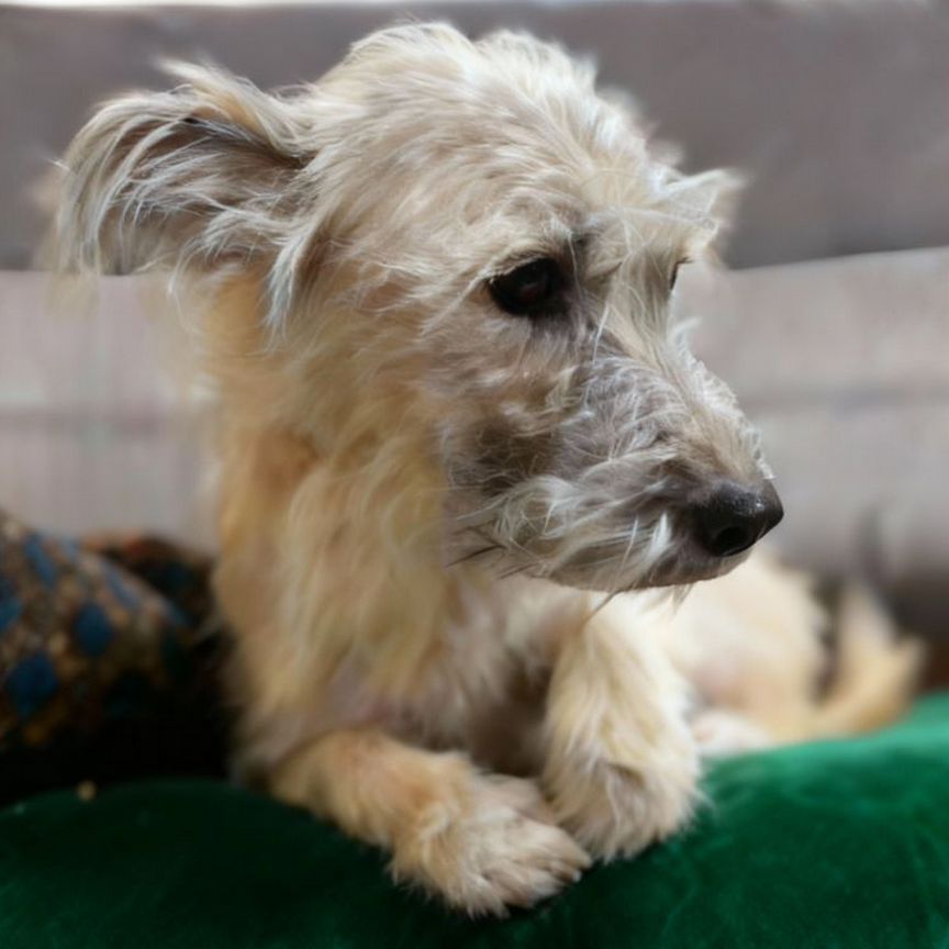 Взрослая собака в добрые руки