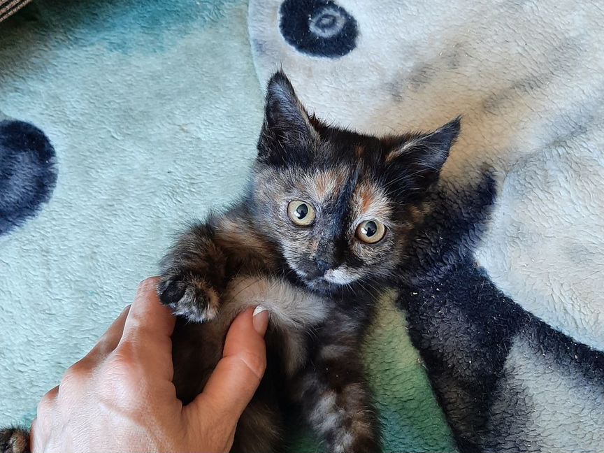 Котятки дев. и малч. - в добрые руки