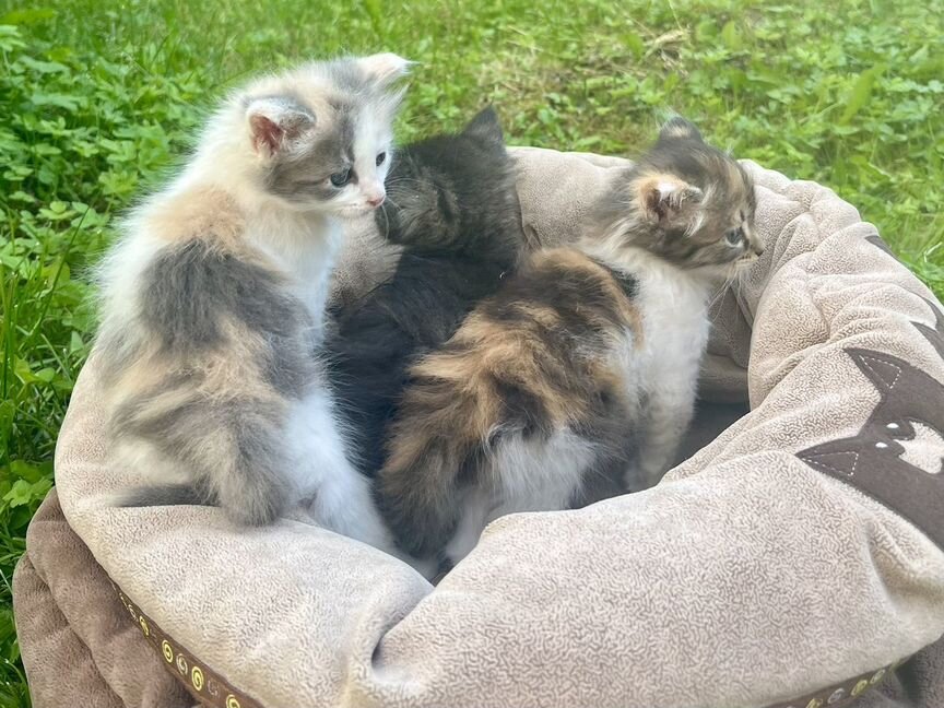 Котята в добрые руки