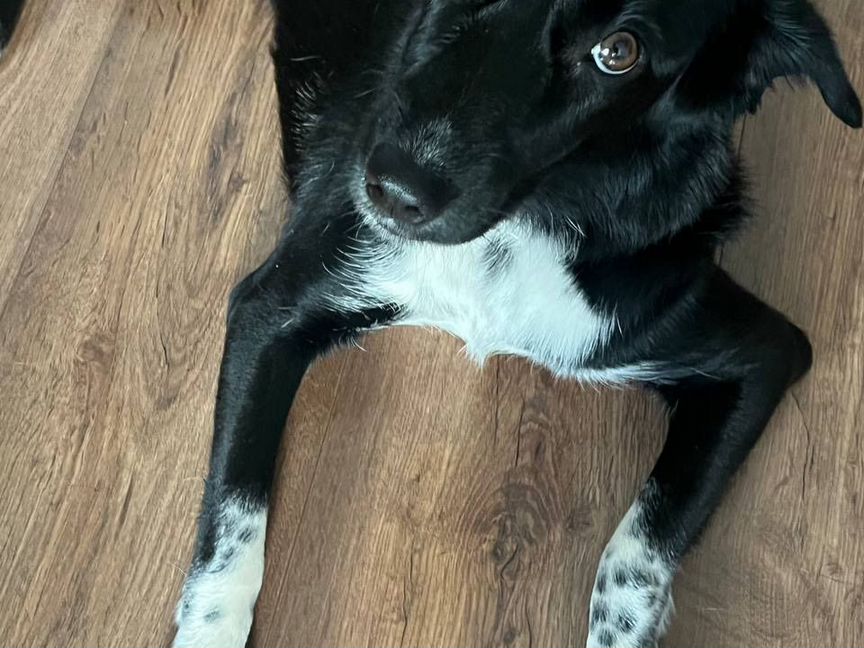 Собака в добрые руки