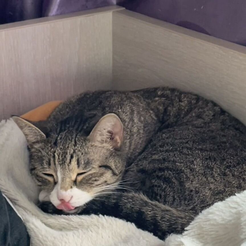 Кошка девочка бесплатно