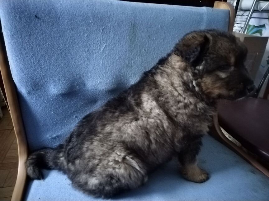 Щенки, мама овчарка, папа хаски