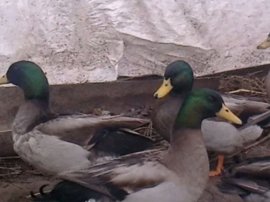 Селезень, петухи, кролики