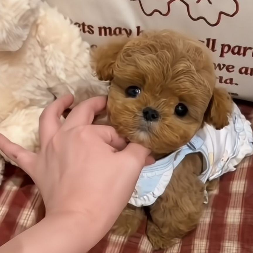 Мальтипу, щенок