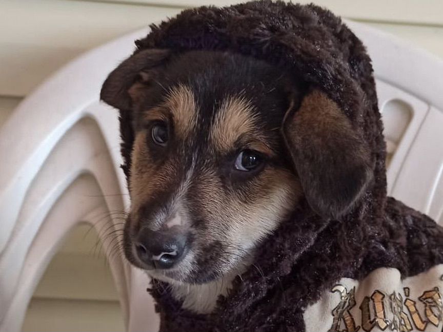 Малыш спасен с улицы, очень нужен дом