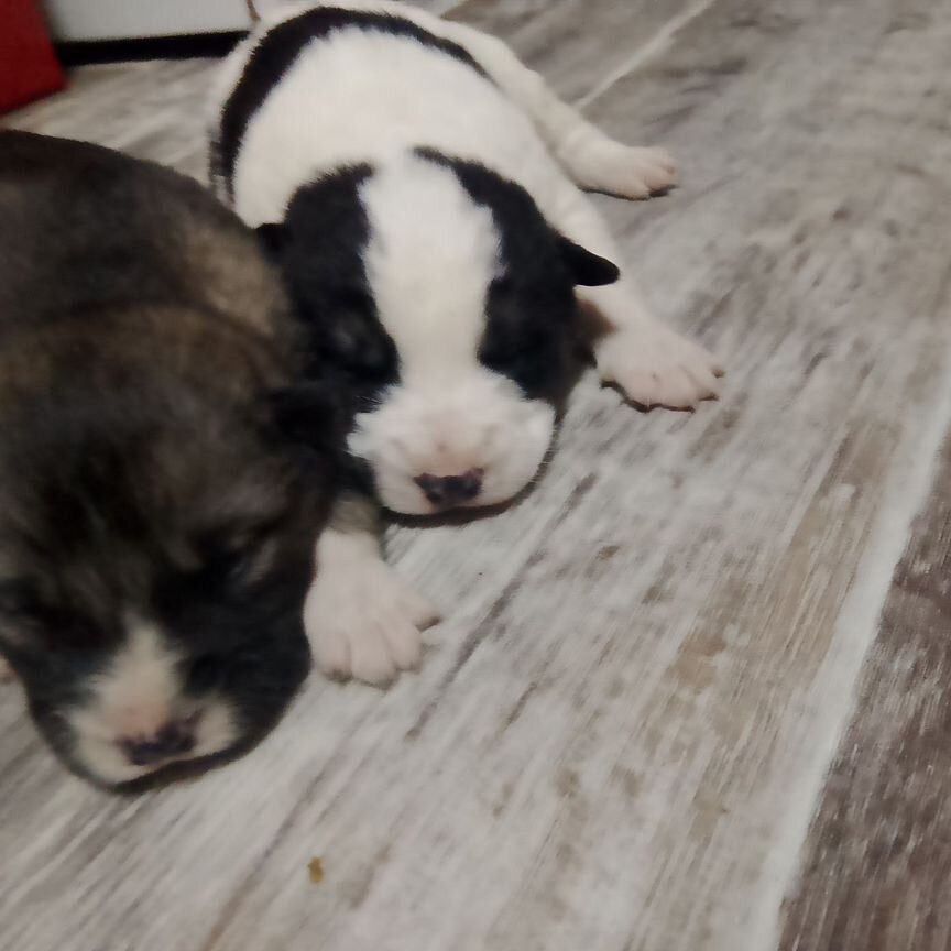 Продам щенков хаски 10тыс