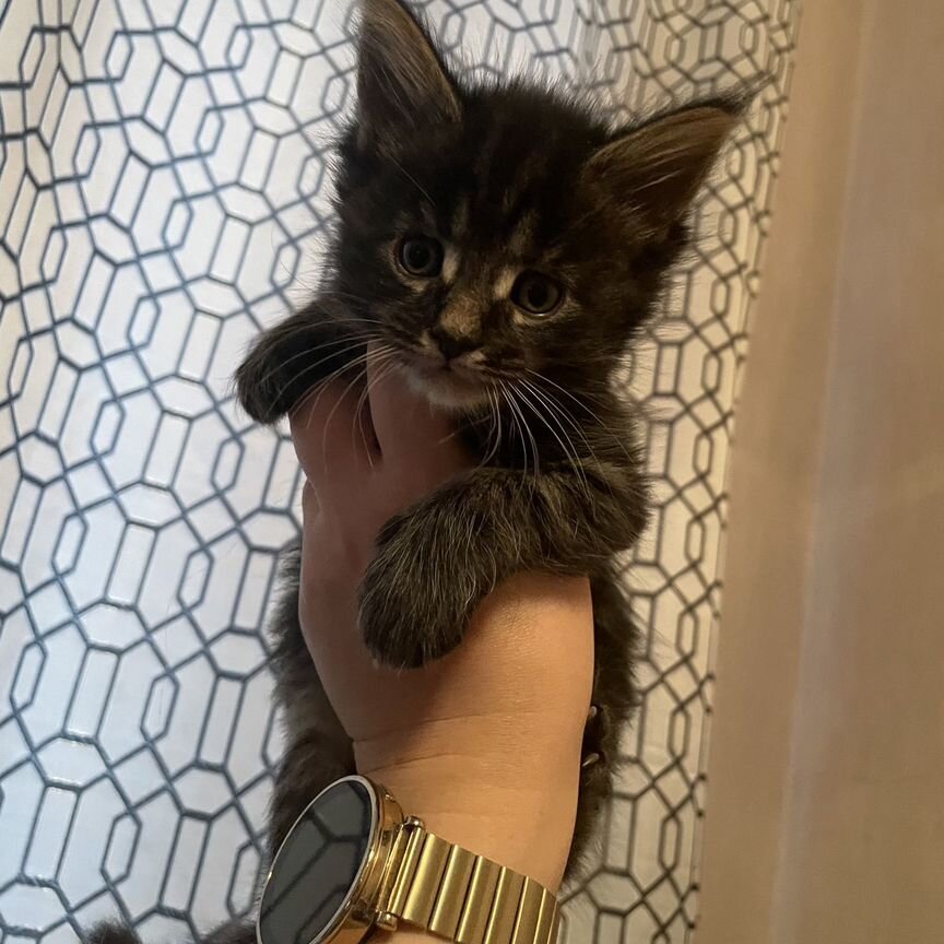 Мейн-кун котёнок