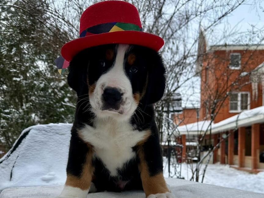 Большой швейцарский зенненхунд щенок мальчик