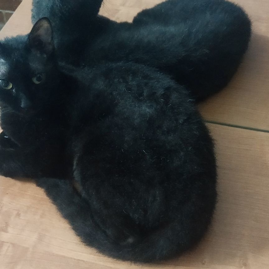 Отдам в добрые руки кошку