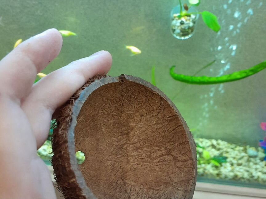 Кокос для аквариума