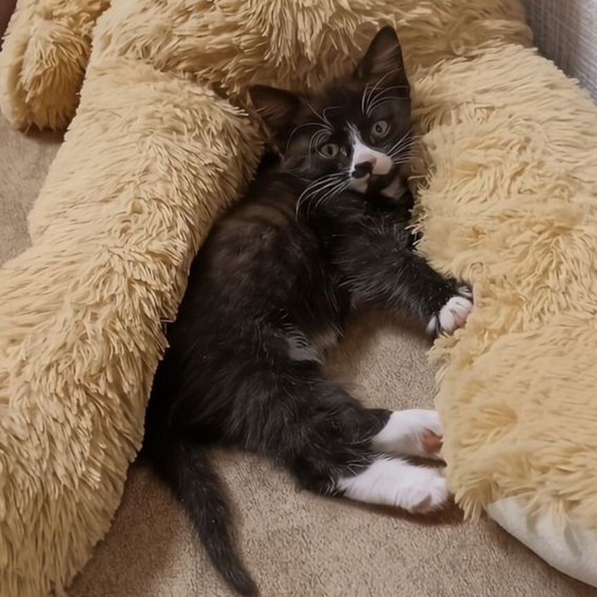 Котёнок в добрые руки