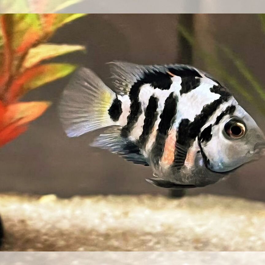 Попугай тигровый(сапфировый)