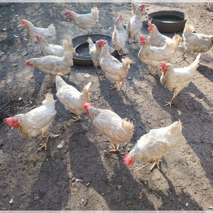 Куры несушки продам