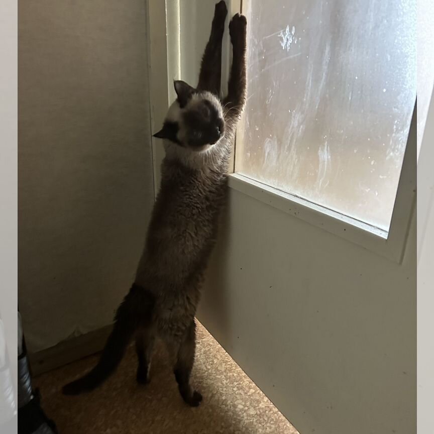 Тайская, взрослая кошка