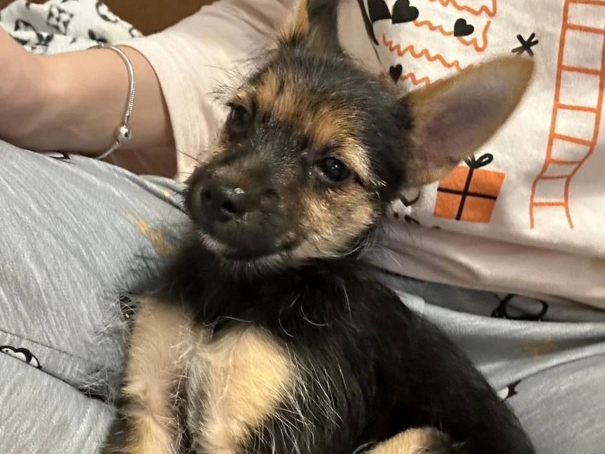 Собака маленькая порода