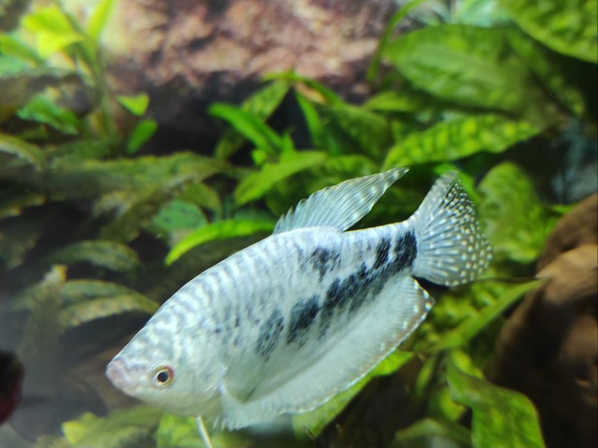 Мраморный гурами самец
