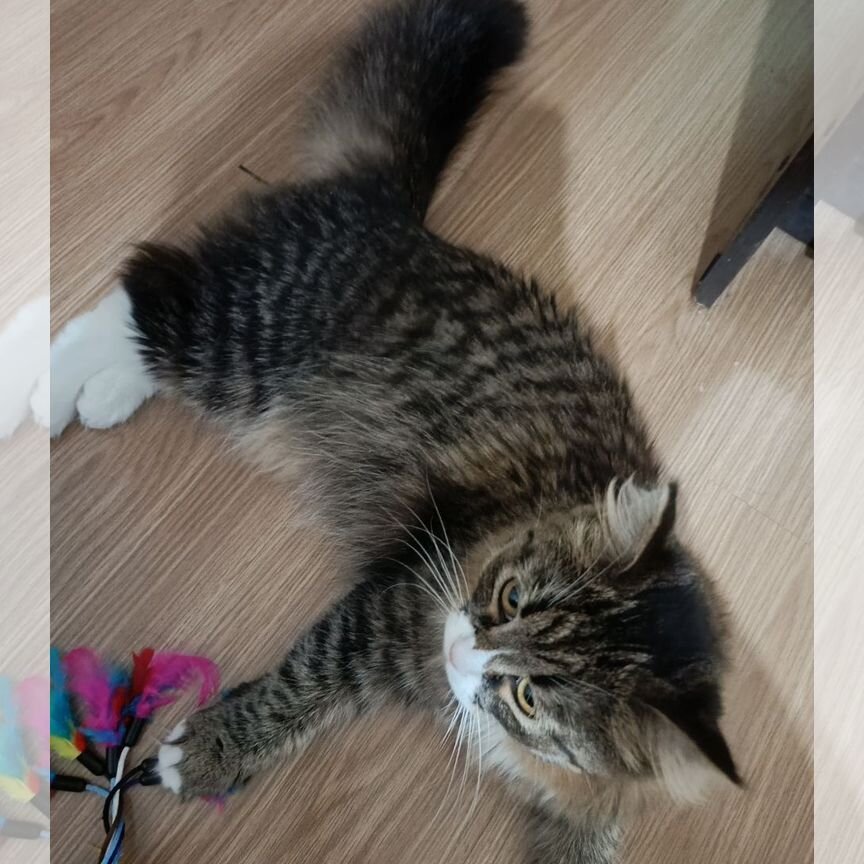 Взрослая кошка, вязка