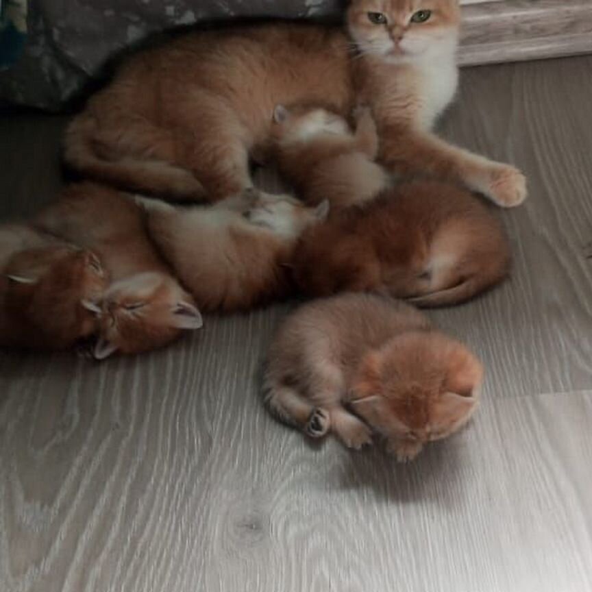 Золотые котята