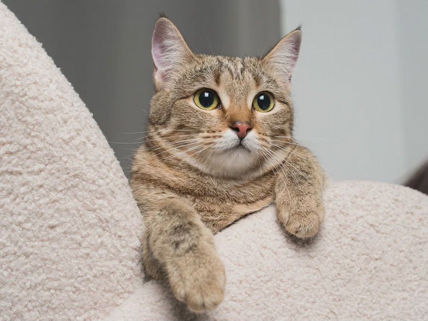 Кошечка в добрые руки