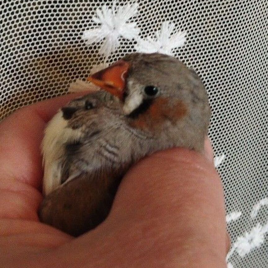Зебровые амадины