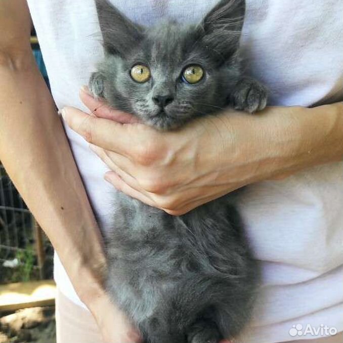 Подарю котёнка от кошки мышеловки