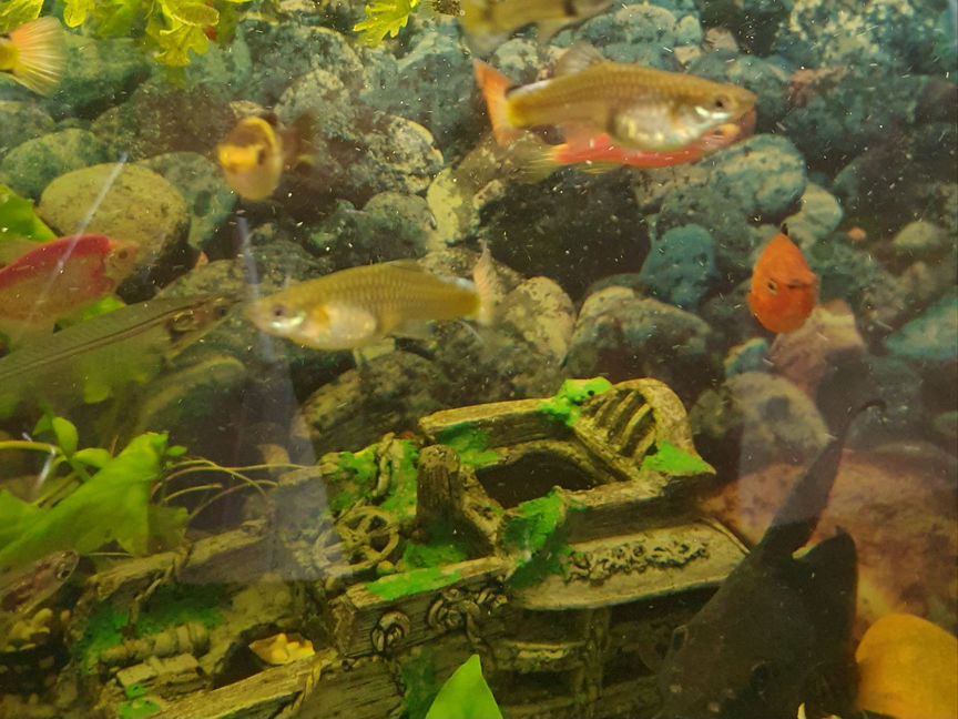 Рыбки гуппи бесплатно