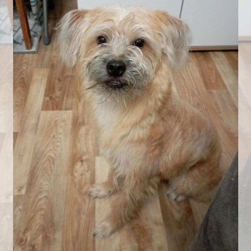 Болонка/Йорк