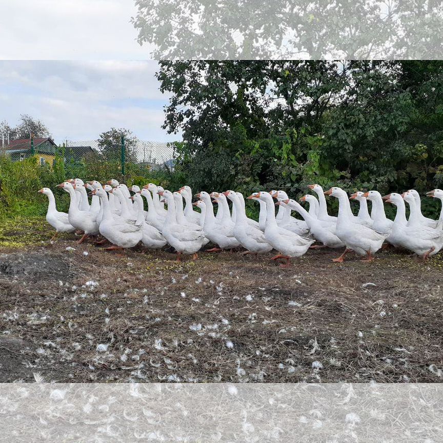 Гуси линда,утки