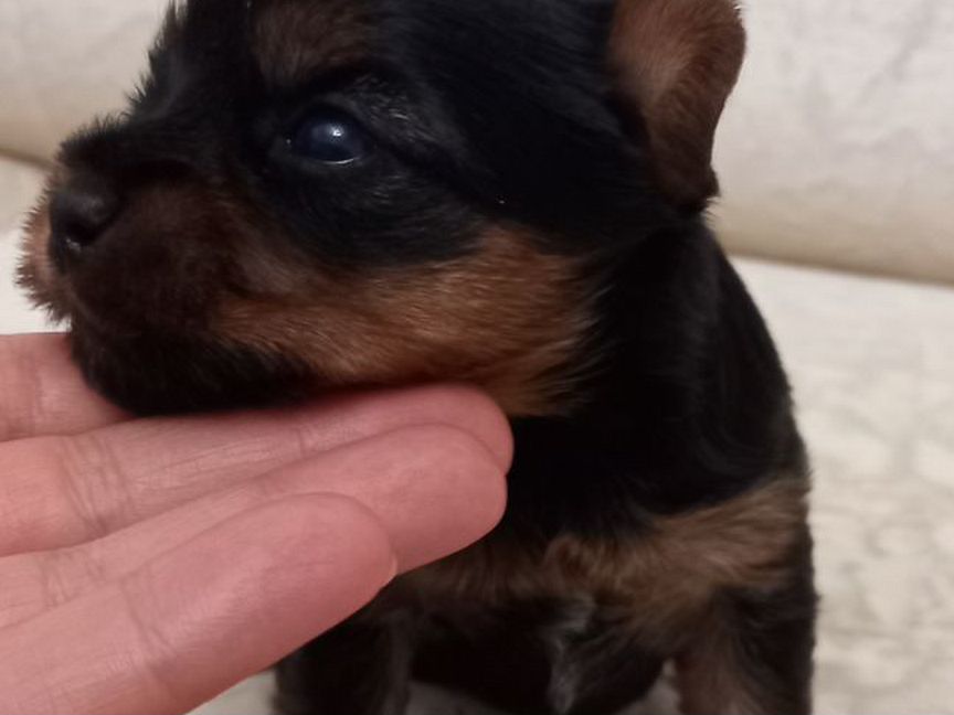 Щенки мини йорка