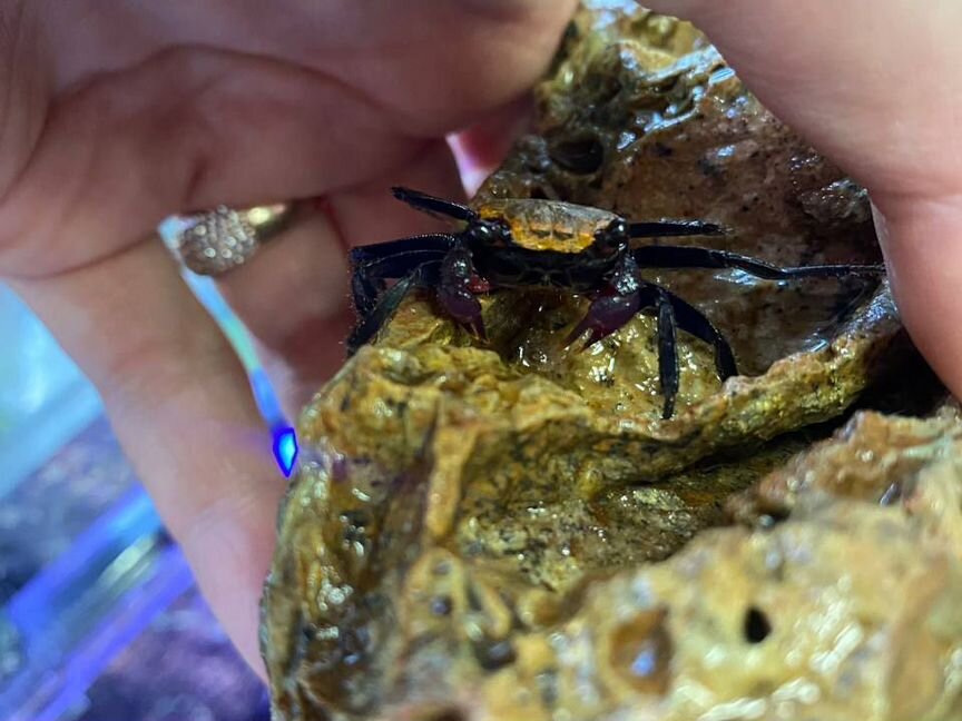 Пресноводный краб